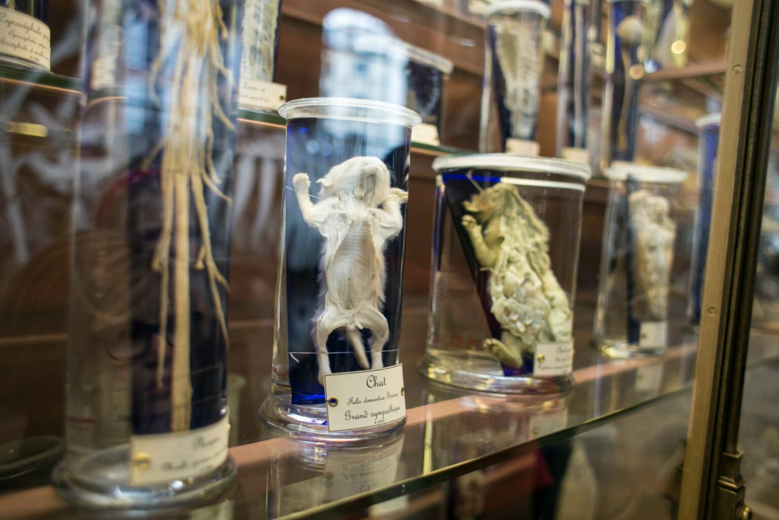 Paris Muse Family Days - Paris Muse | Private & Family Tours